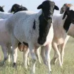 Calmyt Breed of Sheep: Danasîn û taybetmendî, rêzikên naverokê 7269_2