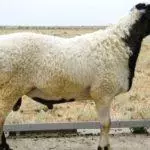 Koyunların Calmyt cinsi: Tanım ve özellikler, içerik kuralları 7269_3