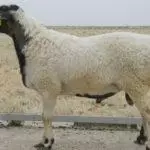 Calmyt Ras of Sheep: Beskrivelse og egenskaper, innholdsregler 7269_4