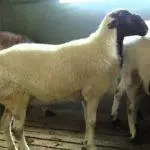 Calmyt Breed of Sheep: Danasîn û taybetmendî, rêzikên naverokê 7269_8