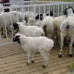 Саларлын үүлдэр хонь: Тайлбар: Тайлбар ба шинж чанар, агуулгын дүрмүүд 7269_9
