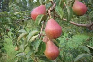 Njirimara na nkọwapụta nke pears yakovlevskaya, usoro ime obodo