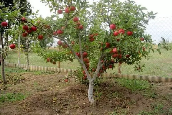 półroiczne jabłonie