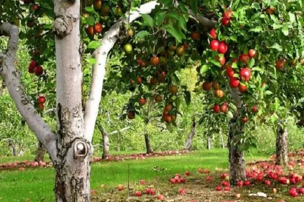 עץ תפוח קונבנציונאלי