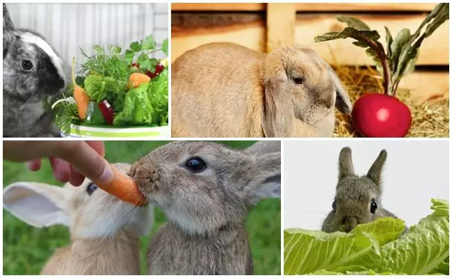 Zelenina králikov