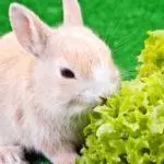 什麼蔬菜可以是兔子：一個清單和餵養規則，這是不可能的 7276_4