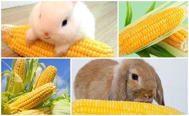 玉米兔子