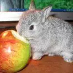 Кој зеленчук може да биде зајаци: листа и правила на хранење, што е невозможно 7276_7