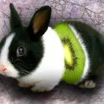 什麼蔬菜可以是兔子：一個清單和餵養規則，這是不可能的 7276_9