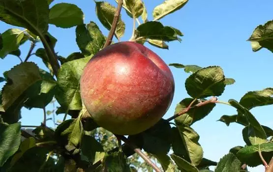 Suullinen omenapuu
