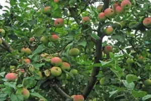 Beskrywing en eienskappe van 'n appelboomgraad Melba, boomhoogte en verouderingstyd, sorg