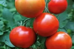 TOMATO YENISEI F1 Tomati kirjeldus, selle iseloomulik ja saagis
