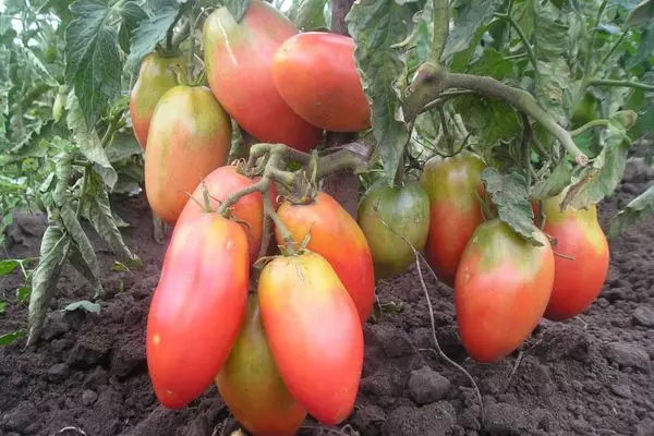 Hrubé paradajky