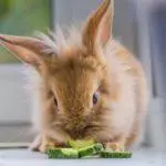Có thể cho những con thỏ dưa chuột: những lợi ích và tác hại của rau và cách cho 7284_1