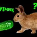 Zvinoita here kuti rabbits cucumbers: zvakanaka uye kukuvadza miriwo uye nzira yekupa 7284_2