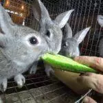 Có thể cho những con thỏ dưa chuột: những lợi ích và tác hại của rau và cách cho 7284_3