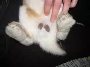 For og mod kastrering af kaniner, måder og hvordan man udfører med dine egne hænder