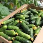Er det mulig å knusere agurker: fordelene og vegetabilske fordelene og hvordan man skal gi 7284_6