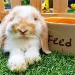 Este posibil ca iepurii castraveți: beneficiile și răul legumelor și cum să dea 7284_7