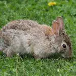 Có thể cho những con thỏ dưa chuột: những lợi ích và tác hại của rau và cách cho 7284_8
