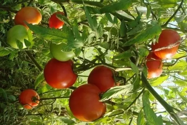 Pomidorų ralis: veislių charakteristikos ir aprašymai, derlius su nuotraukomis