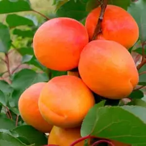 Description of the varieties of apricots of aquarius, characteristics of fruiting and resistance to diseases