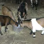 Dwarf goats: Description of the decorative breed and rules of content 7292_9