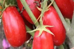 Penerangan mengenai ciri-ciri tomato dan pelbagai ciri