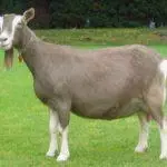 Koja pasmina koza daje većinu svih mlijeka bez mirisa: Top 15 vrsta i kako odabrati 7301_1