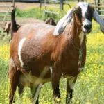 Која пасмина коза највише од свих милера мирише: Топ 15 врста и како да изаберете 7301_11