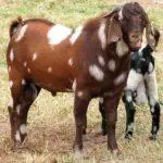 Koja pasmina koza daje većinu svih mlijeka bez mirisa: Top 15 vrsta i kako odabrati 7301_12