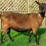 Која пасмина коза највише од свих милера мирише: Топ 15 врста и како да изаберете 7301_14