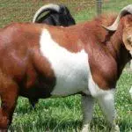 Koja pasmina koza daje većinu svih mlijeka bez mirisa: Top 15 vrsta i kako odabrati 7301_17