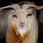Која пасмина коза највише од свих милера мирише: Топ 15 врста и како да изаберете 7301_20