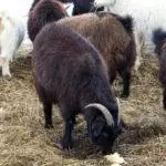 बकरियों की नस्ल सभी दूध गंध रहित देता है: शीर्ष 15 प्रजातियां और कैसे चुनें 7301_24