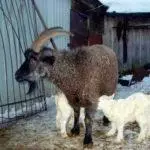 Koja pasmina koza daje većinu svih mlijeka bez mirisa: Top 15 vrsta i kako odabrati 7301_31