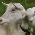 बकरियों की नस्ल सभी दूध गंध रहित देता है: शीर्ष 15 प्रजातियां और कैसे चुनें 7301_32
