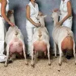 Koja pasmina koza daje većinu svih mlijeka bez mirisa: Top 15 vrsta i kako odabrati 7301_33