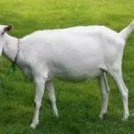 बकरियों की नस्ल सभी दूध गंध रहित देता है: शीर्ष 15 प्रजातियां और कैसे चुनें 7301_34