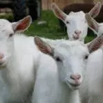 Која пасмина коза највише од свих милера мирише: Топ 15 врста и како да изаберете 7301_38