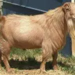 Koja pasmina koza daje većinu svih mlijeka bez mirisa: Top 15 vrsta i kako odabrati 7301_39