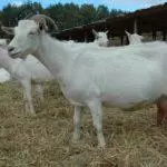 बकरियों की नस्ल सभी दूध गंध रहित देता है: शीर्ष 15 प्रजातियां और कैसे चुनें 7301_7