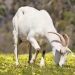 बकरियों की नस्ल सभी दूध गंध रहित देता है: शीर्ष 15 प्रजातियां और कैसे चुनें 7301_8