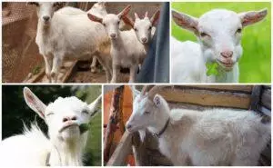 Description et signes de la race blanche russe de chèvres, conditions de détention et d'alimentation