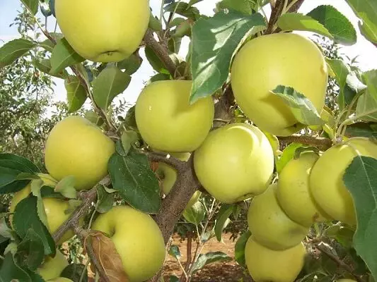 شجرة التفاح Ainur.