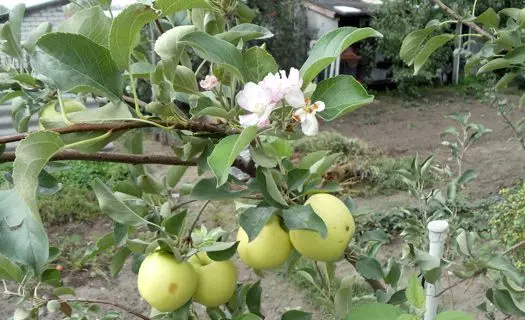 شجرة التفاح Ainur.