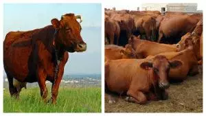Карактеристики на говеда и земја каде што се одгледуваат, класификација