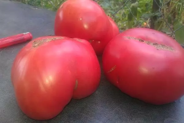 Tomatov variedade