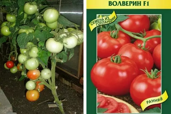 Tomates hybrides