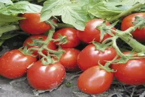 Description de Tomate Trans Rio, Caractéristiques et croissance